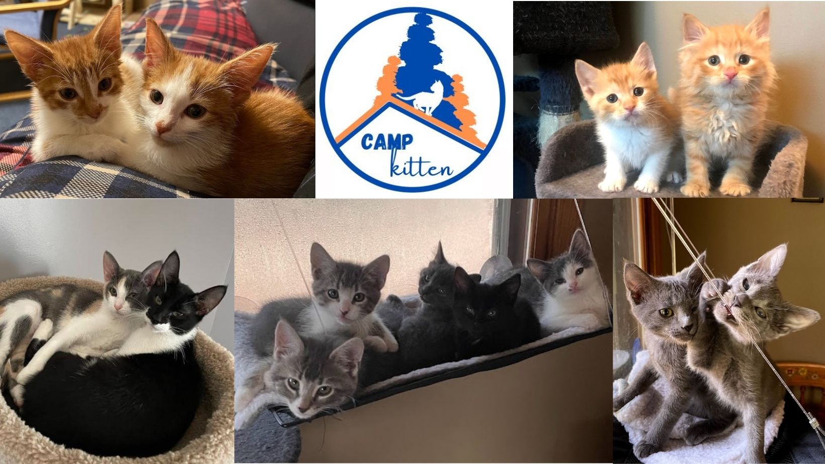 Donate – Camp Kitten