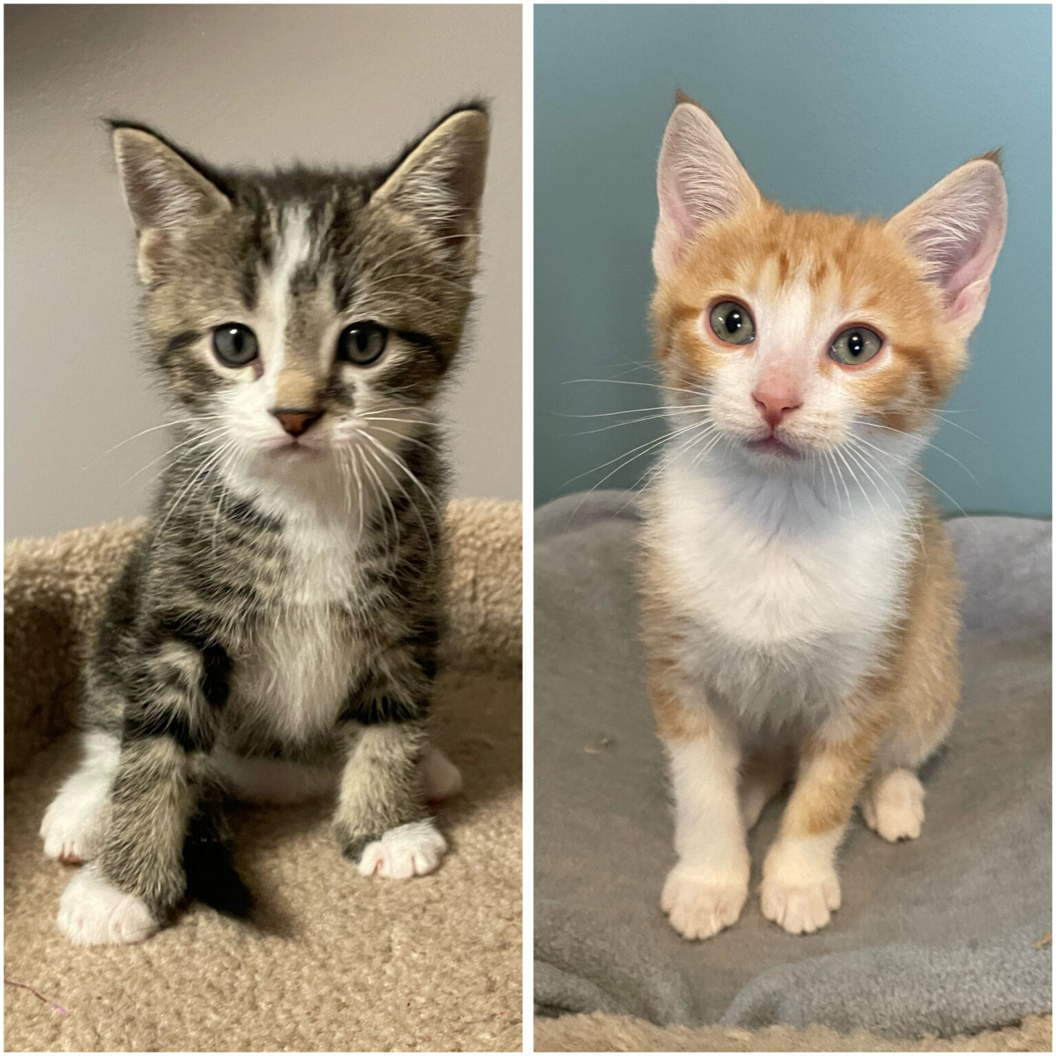 ADOPTABLE CATS – Camp Kitten